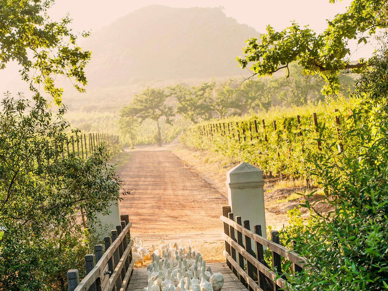 A Mammoth Wine Safari - Mammoth Safaris