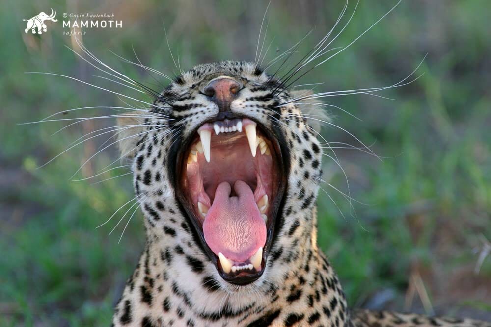 Mammoth Safaris - where to spot a leopard in Africa - Mammoth Safaris